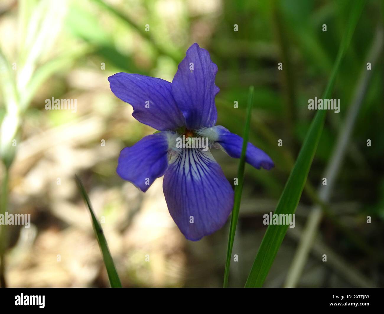 Nephrophylla hi-res stock photography and images - Alamy