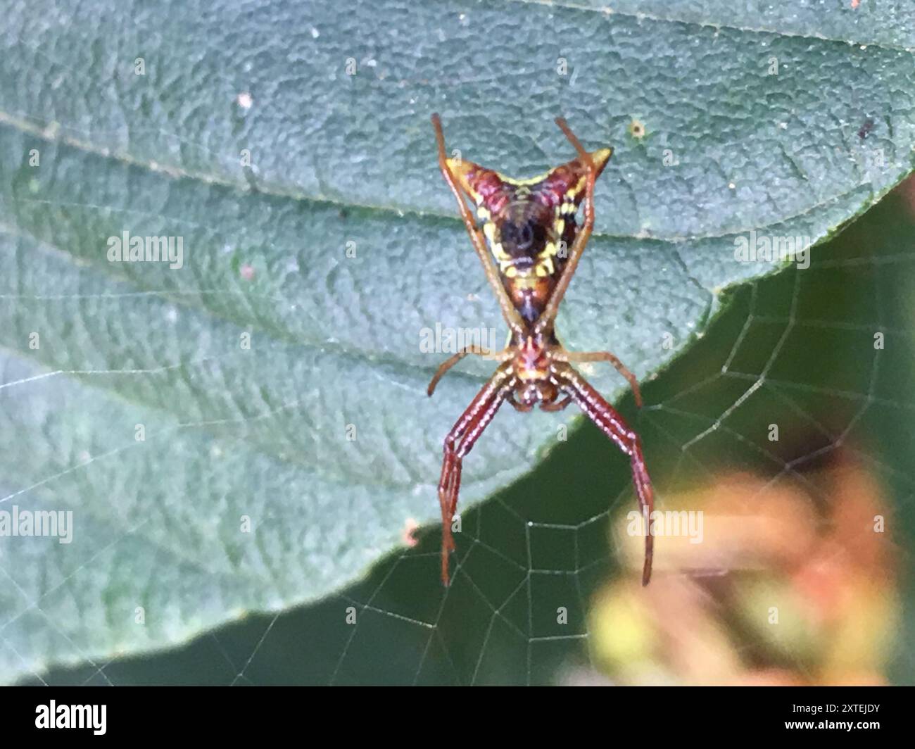 Arrow-shaped Orbweaver (Micrathena sagittata) Arachnida Stock Photo - Alamy
