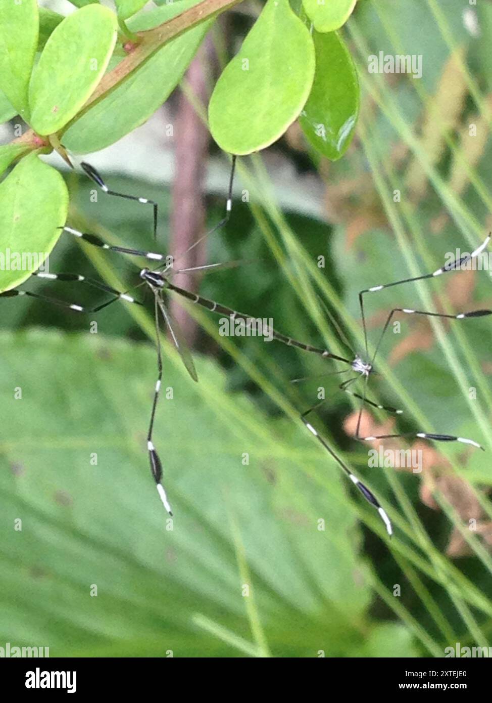 Eastern Phantom Crane Fly (Bittacomorpha clavipes) Insecta Stock Photo ...