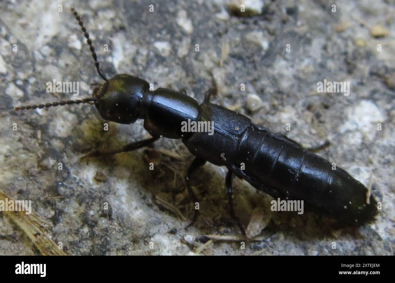 Ocypus nitens hi-res stock photography and images - Alamy