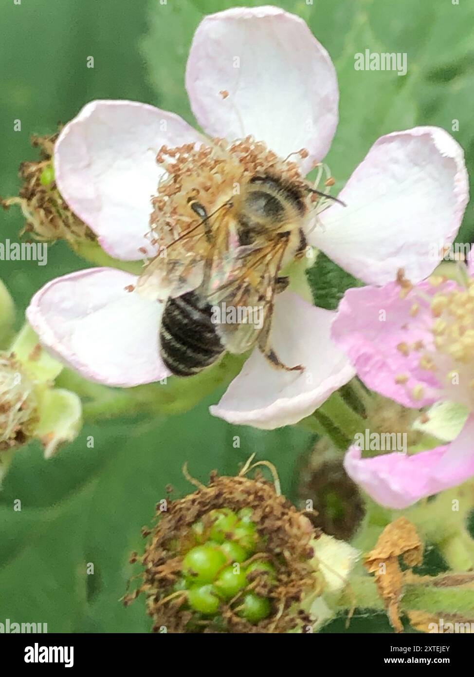 Western Honey Bee (Apis mellifera) Insecta Stock Photo - Alamy