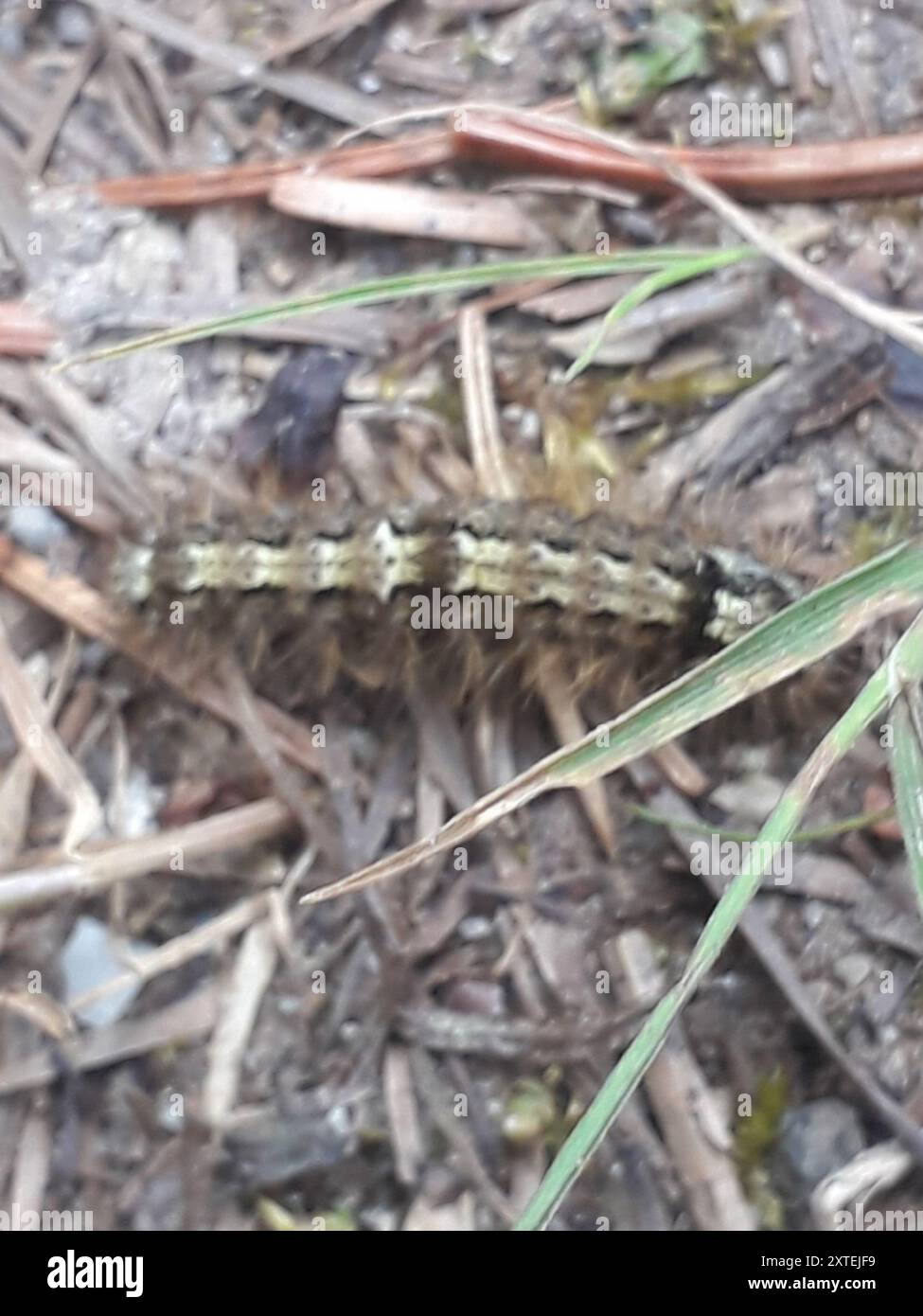 Lichen Moths (Lithosiini) Insecta Stock Photo - Alamy