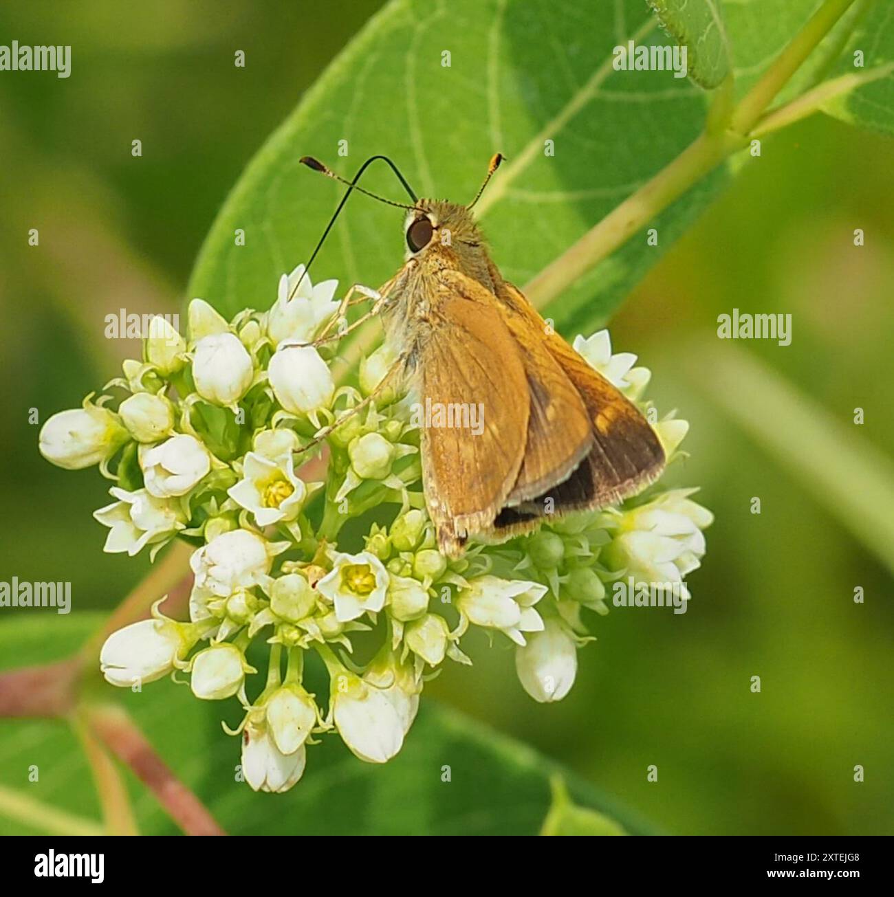 Southern Broken Dash (Polites otho) Insecta Stock Photo - Alamy