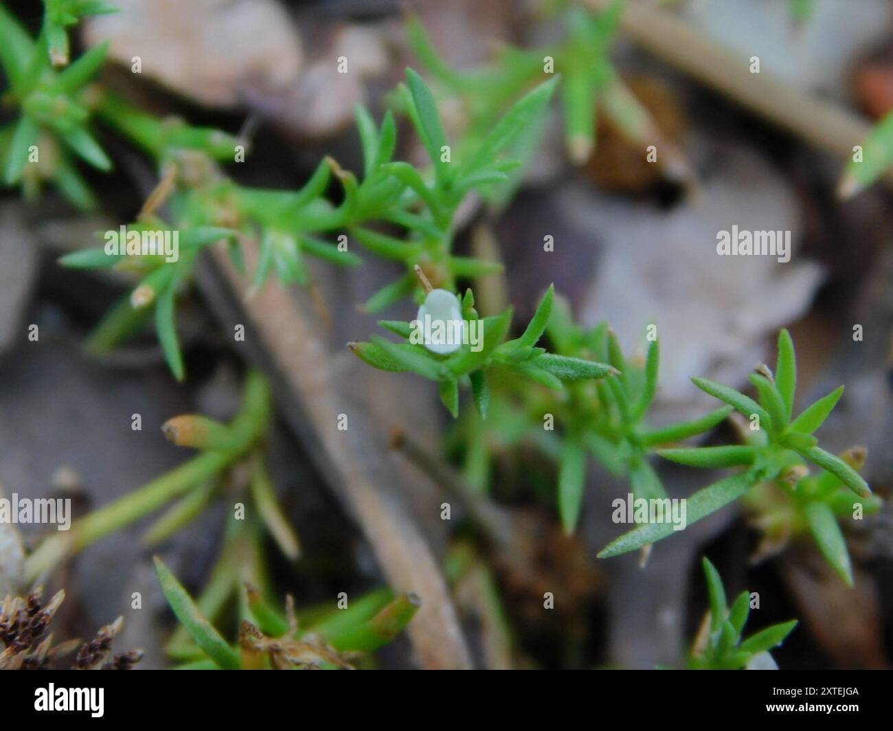 Rust Weed (Polypremum procumbens) Plantae Stock Photo - Alamy