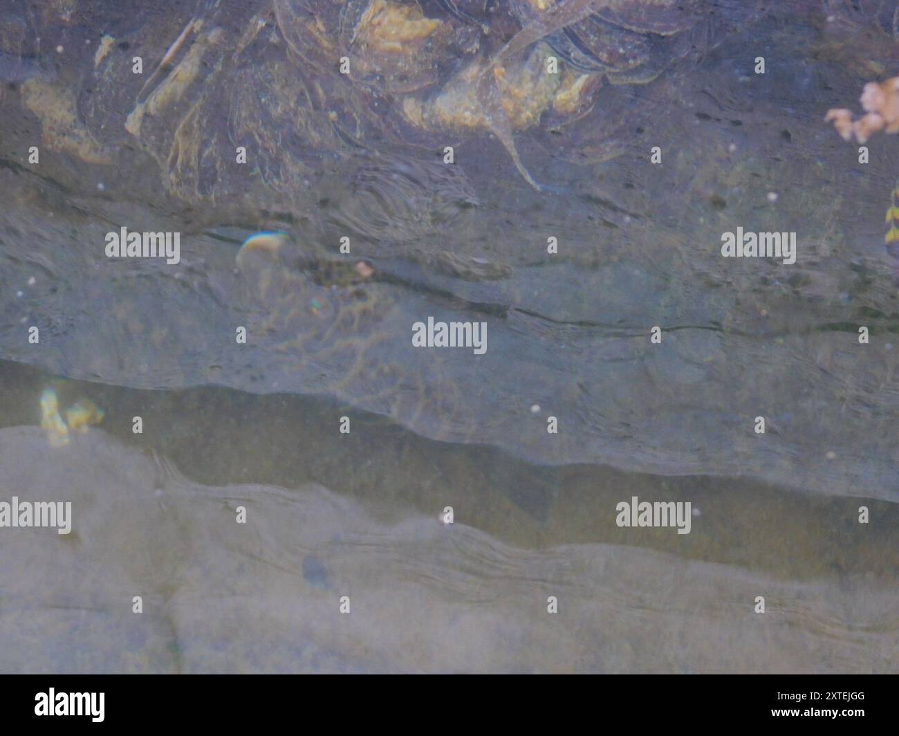 Checkered Puffer (Sphoeroides testudineus) Actinopterygii Stock Photo ...