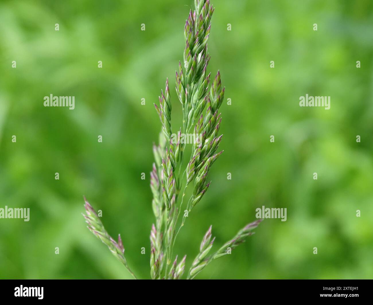 Smooth Meadow-grass (Poa pratensis) Plantae Stock Photo - Alamy