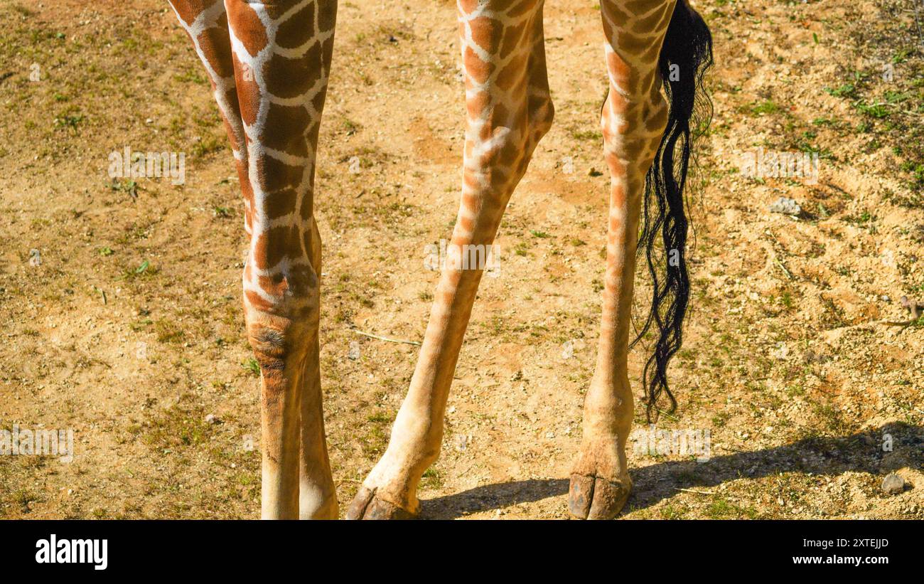 Genuine photograph of giraffe legs. Long skinny thin legs of different ...
