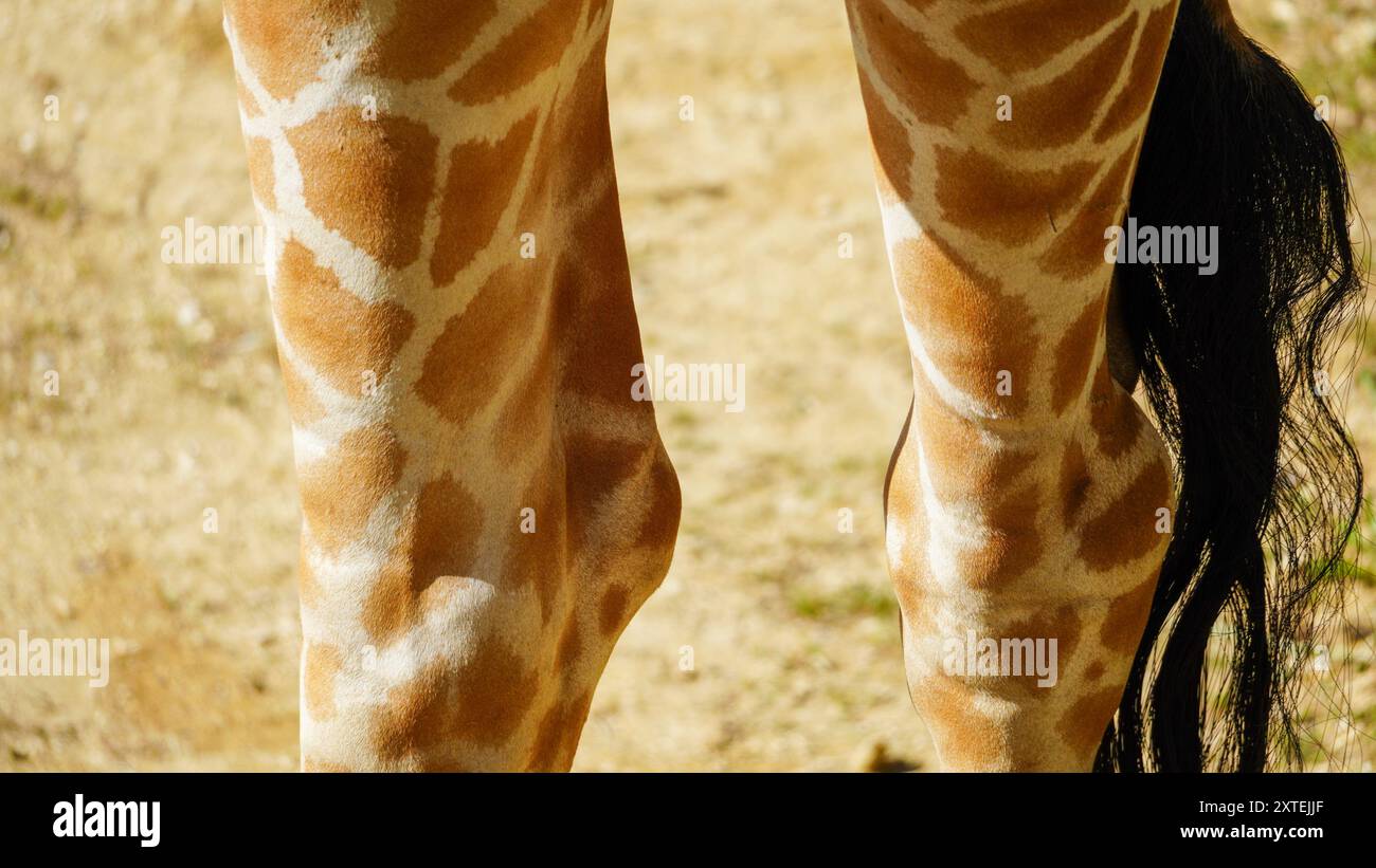 Genuine photograph of giraffe legs. Long skinny thin legs of different ...