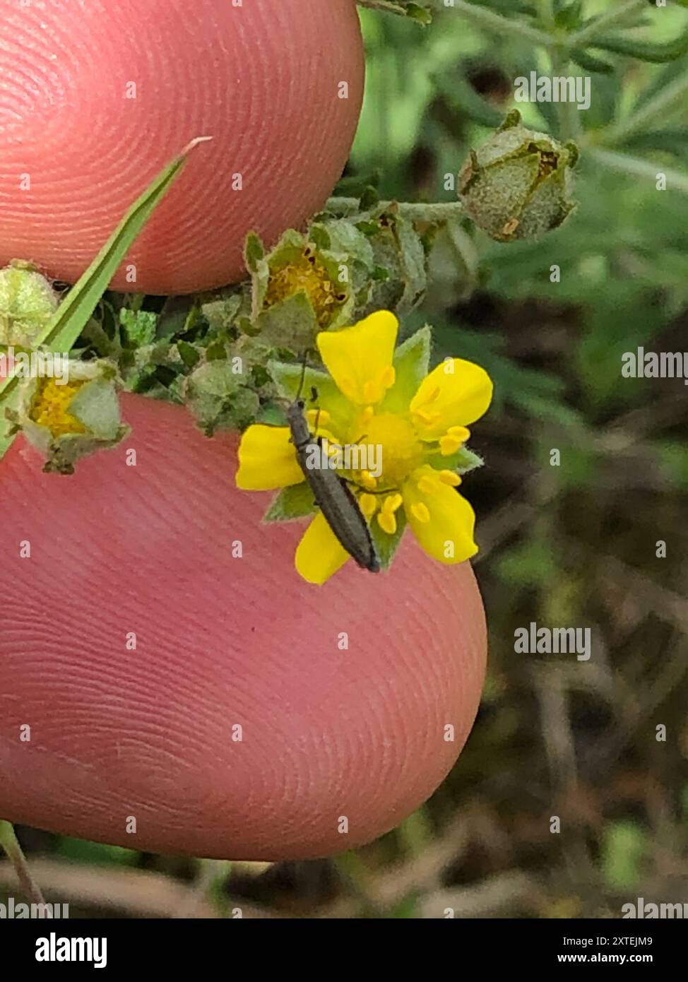 Dolichosoma hi-res stock photography and images - Alamy