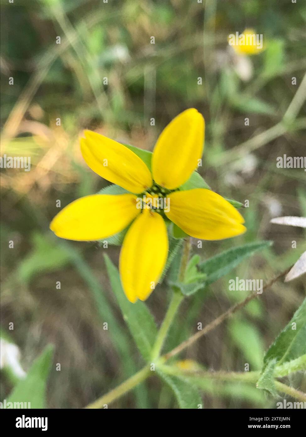 Texas yellow star (Lindheimera texana) Plantae Stock Photo - Alamy