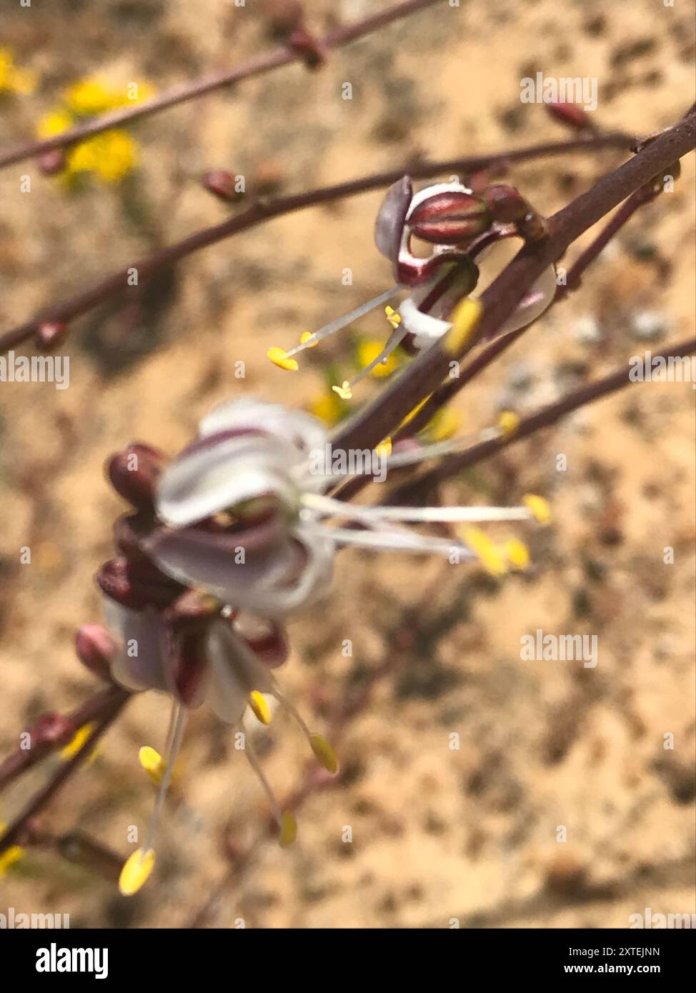 small-flowered soaproot (Hooveria parviflora) Plantae Stock Photo - Alamy