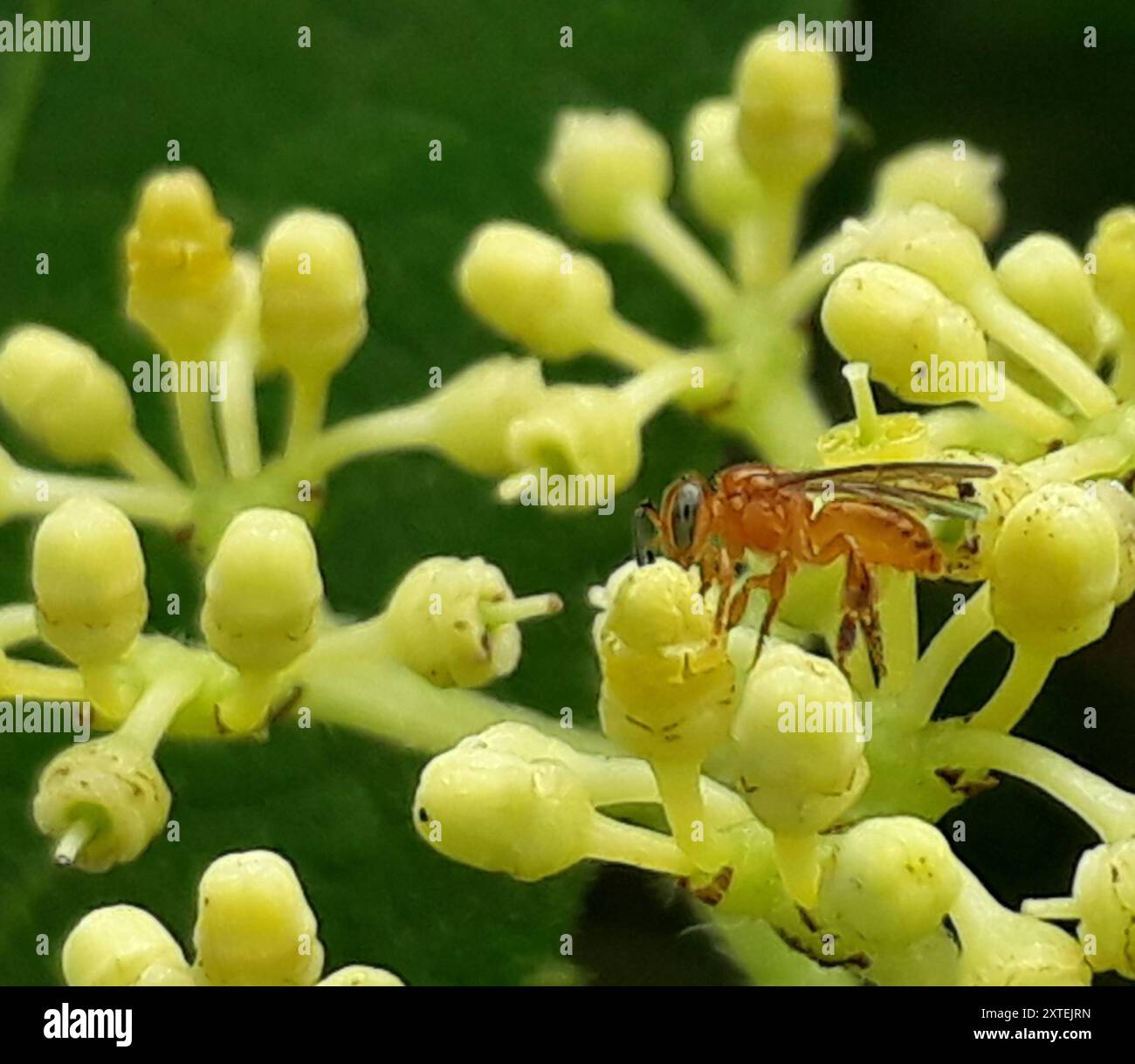 Stingless Bees (Meliponini) Insecta Stock Photo - Alamy