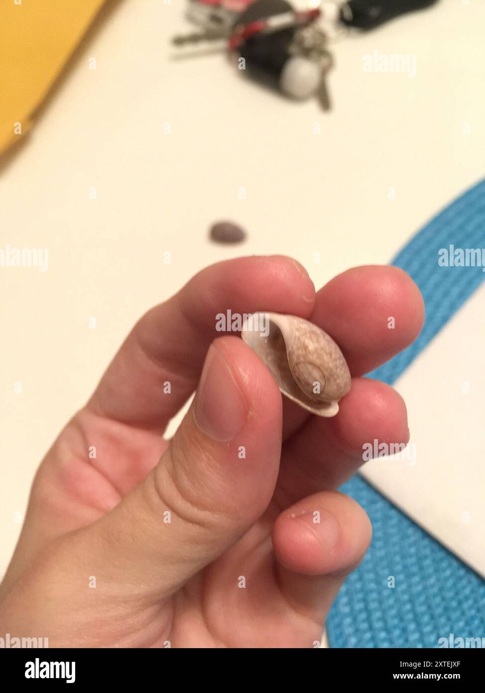 Common West Indian Bubble (Bulla occidentalis) Mollusca Stock Photo - Alamy