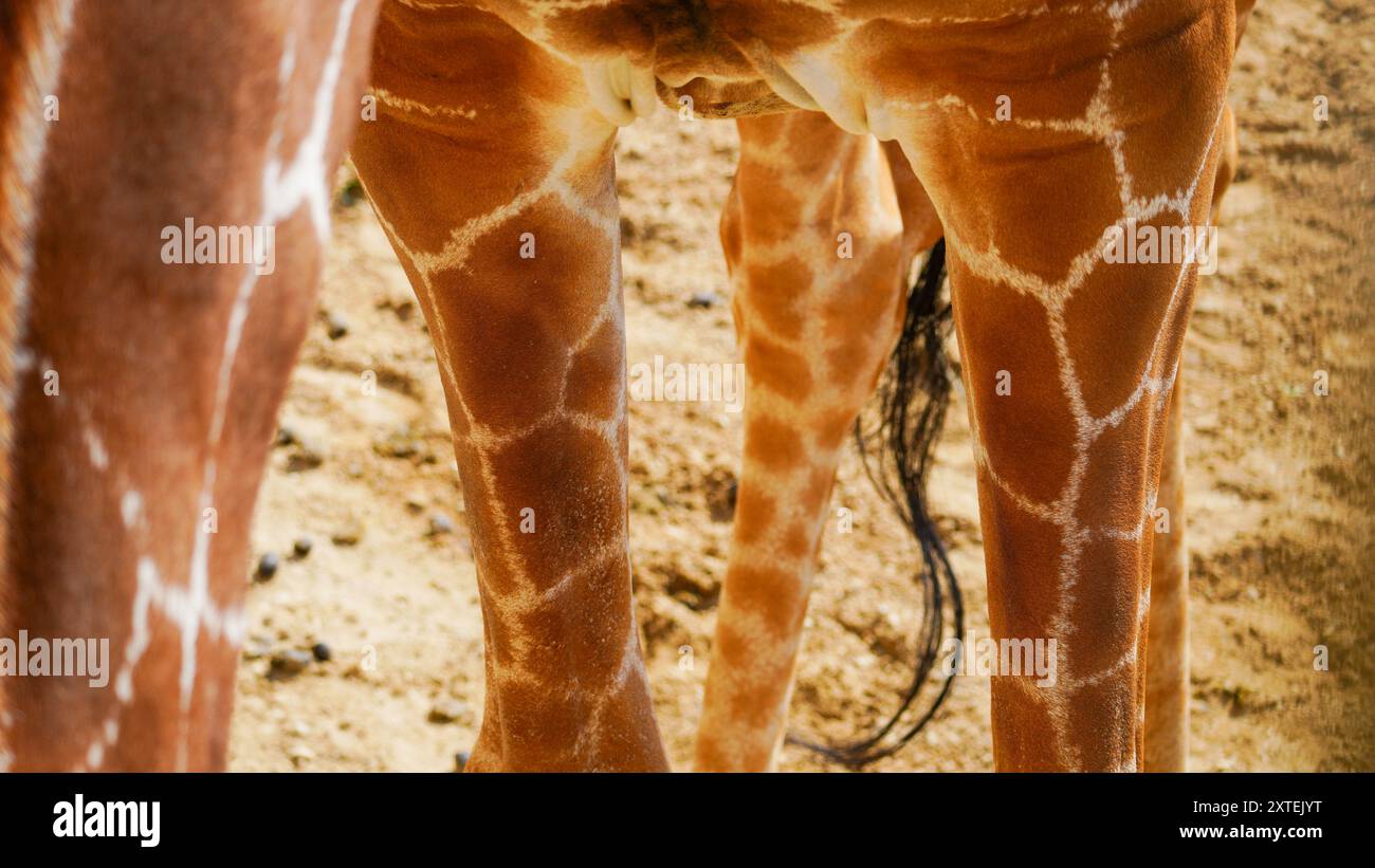 Genuine photograph of giraffe legs. Long skinny thin legs of different ...