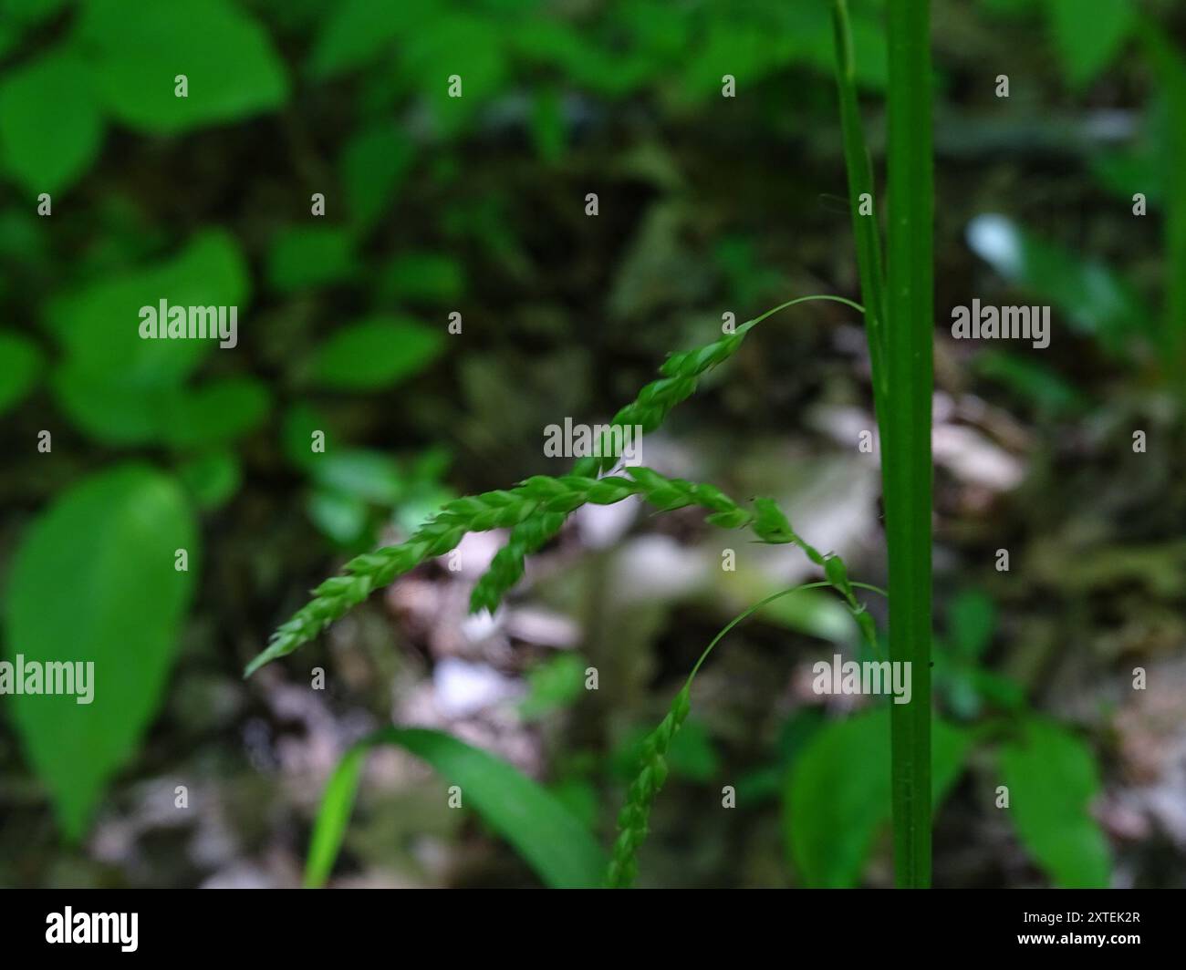 graceful sedge (Carex gracillima) Plantae Stock Photo - Alamy