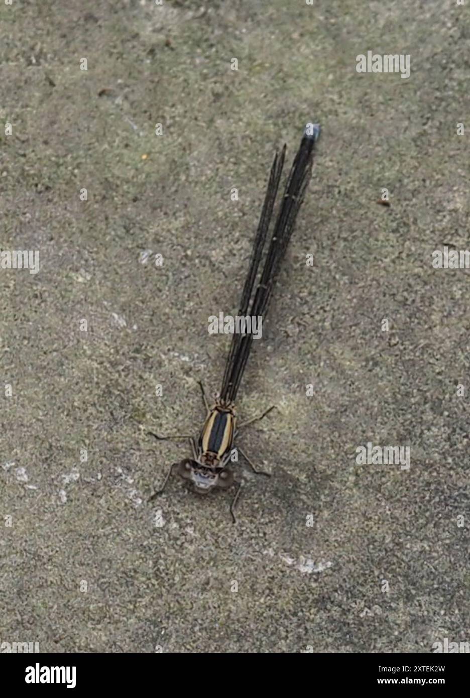 Blue-tipped Dancer (Argia tibialis) Insecta Stock Photo - Alamy