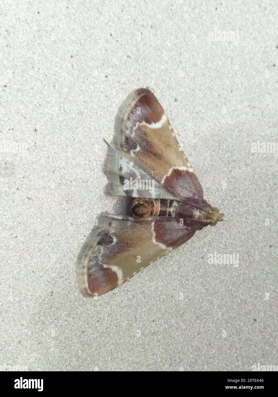 Meal moth (Pyralis farinalis) Insecta Stock Photo - Alamy