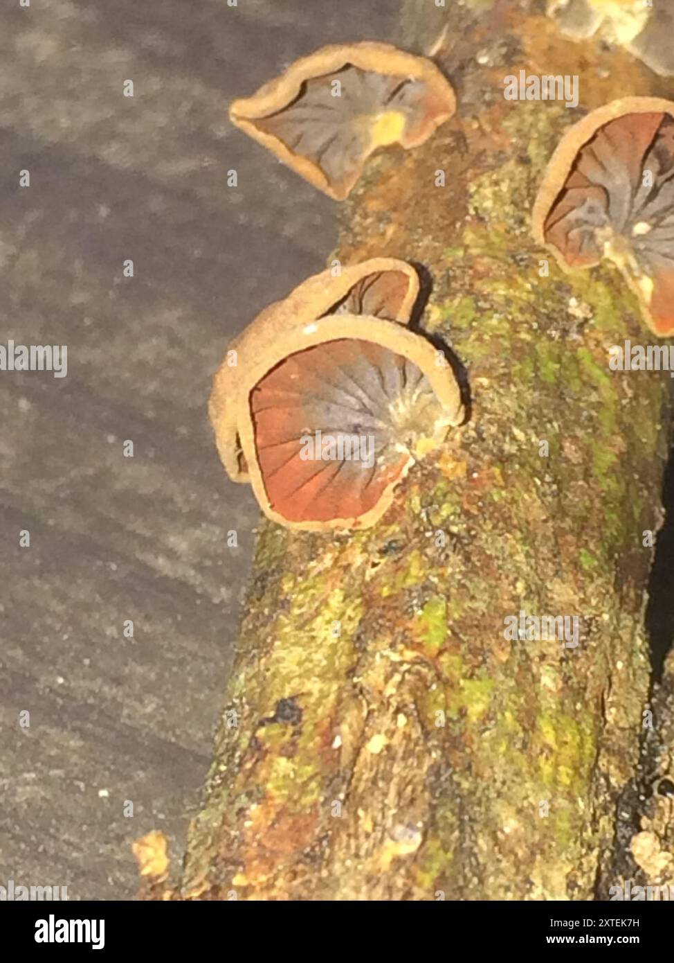 (Anthracophyllum lateritium) Fungi Stock Photo - Alamy