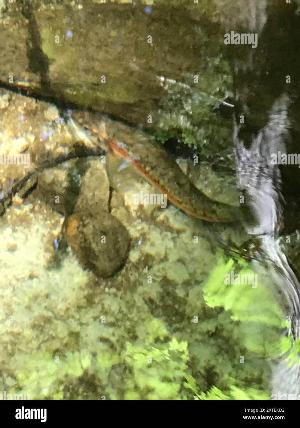 Western Blacknose Dace (Rhinichthys obtusus) Actinopterygii Stock Photo ...