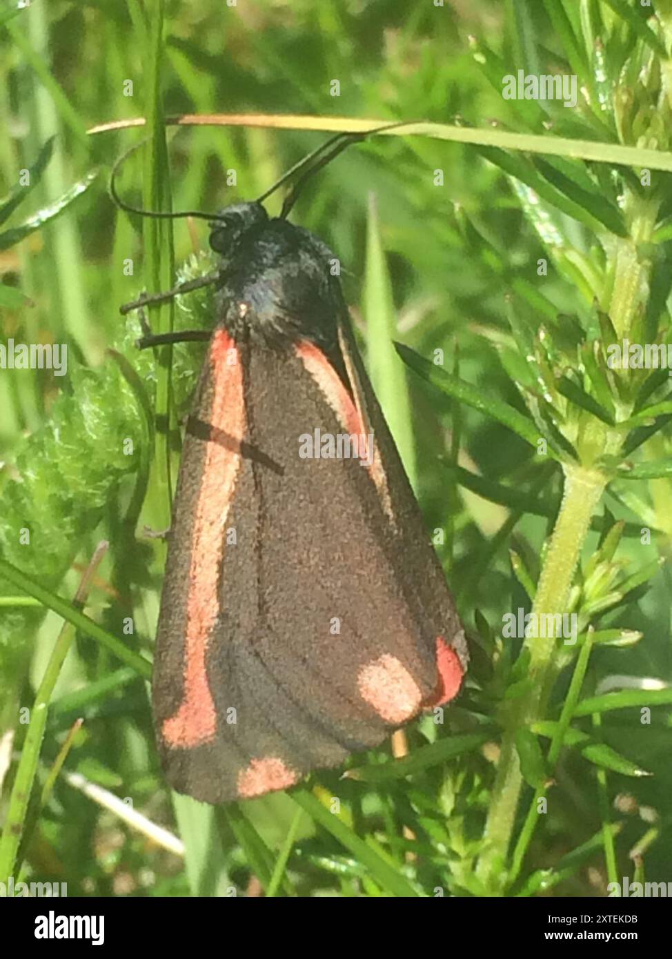 Cinnabar moth (Tyria jacobaeae) Insecta Stock Photo - Alamy