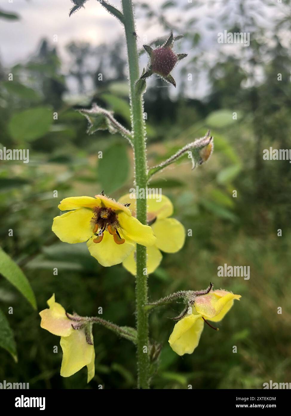 moth mullein (Verbascum blattaria) Plantae Stock Photo - Alamy