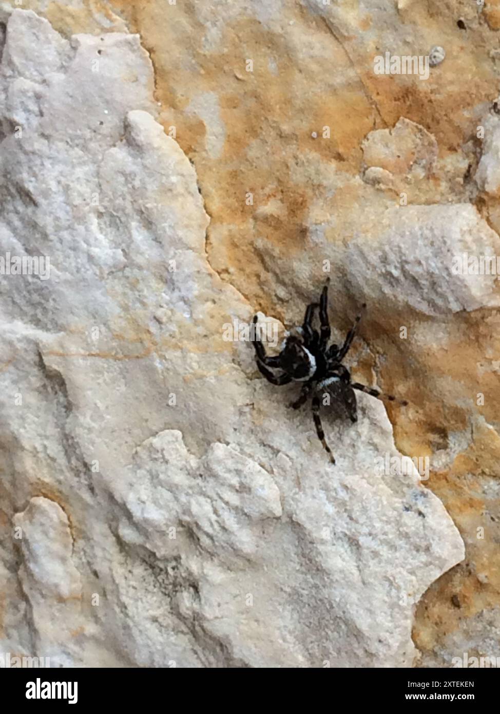 Mediterranean white-banded spider (Evarcha jucunda) Arachnida Stock ...