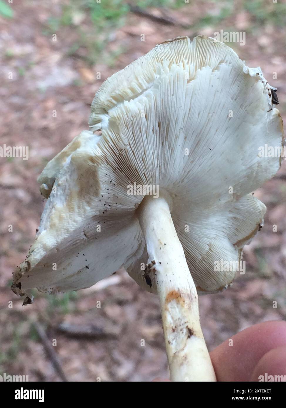 Freckled Dapperling (Echinoderma asperum) Fungi Stock Photo - Alamy