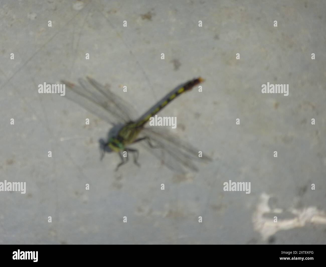 Unicorn Clubtail (Arigomphus villosipes) Insecta Stock Photo - Alamy