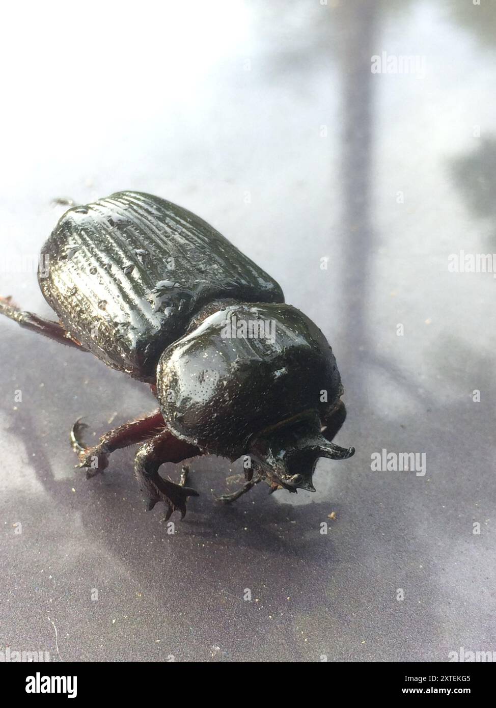 Triceratops Beetle (Phileurus truncatus) Insecta Stock Photo - Alamy