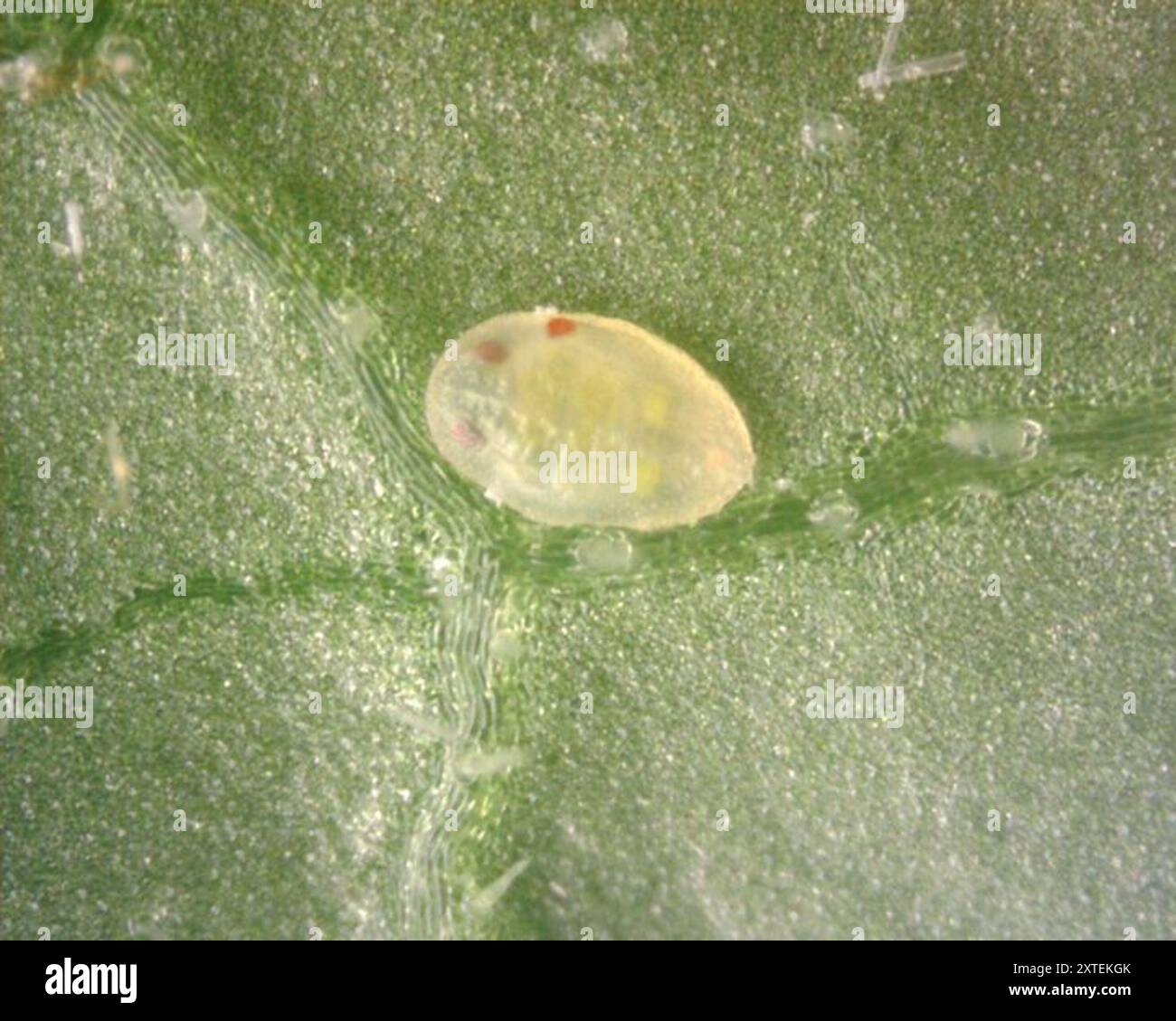 Whiteflies (Aleyrodidae) Insecta Stock Photo - Alamy