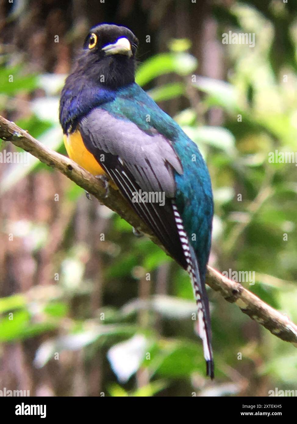 Gartered Trogon (Trogon caligatus) Aves Stock Photo - Alamy