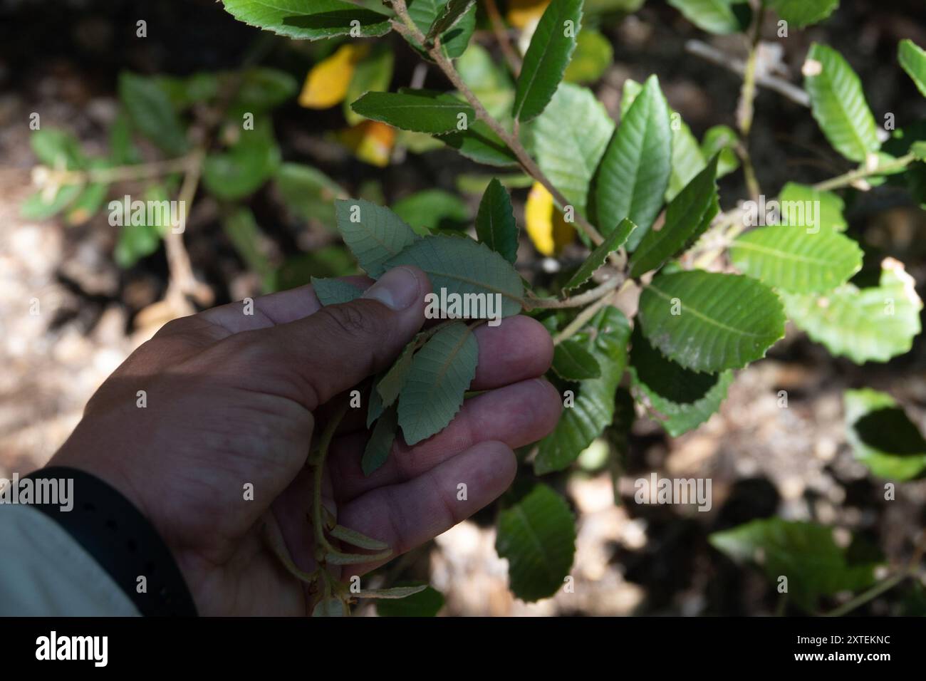 Tanoak (Notholithocarpus densiflorus) Plantae Stock Photo - Alamy