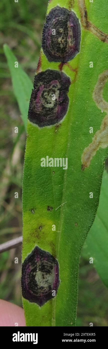 Carbonifera goldenrod gall midge (Asteromyia carbonifera) Insecta Stock ...