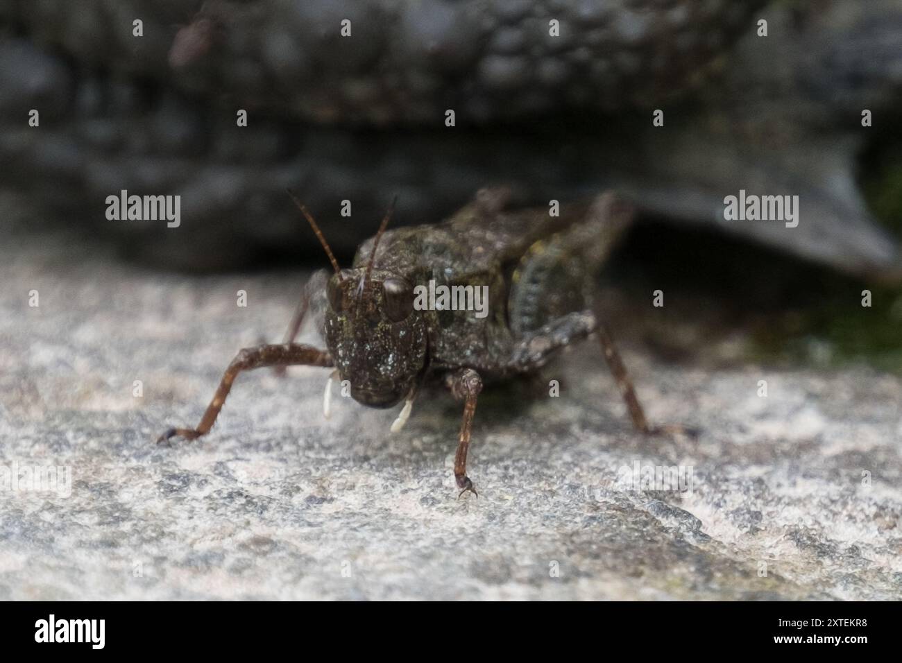 Black-sided Pygmy Grasshopper (Tettigidea lateralis) Insecta Stock ...