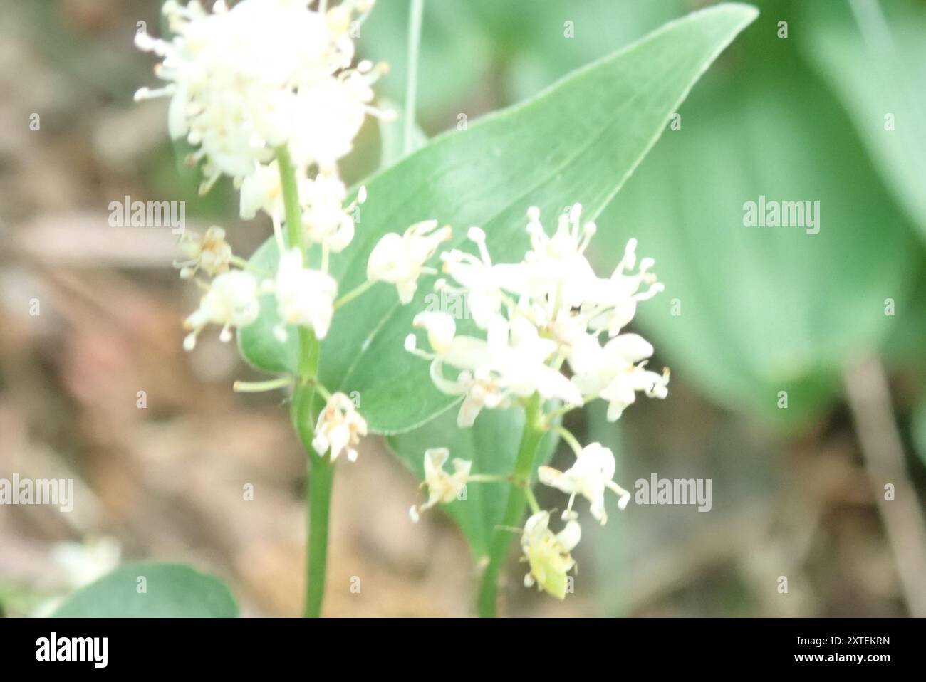 May Lily (Maianthemum bifolium) Plantae Stock Photo - Alamy