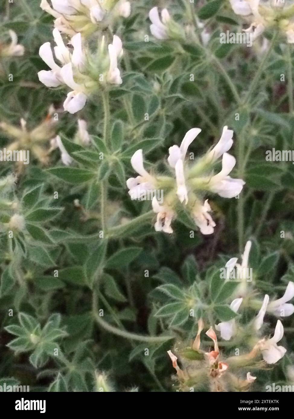 Hairy canary clover lotus hirsutus hi-res stock photography and images ...