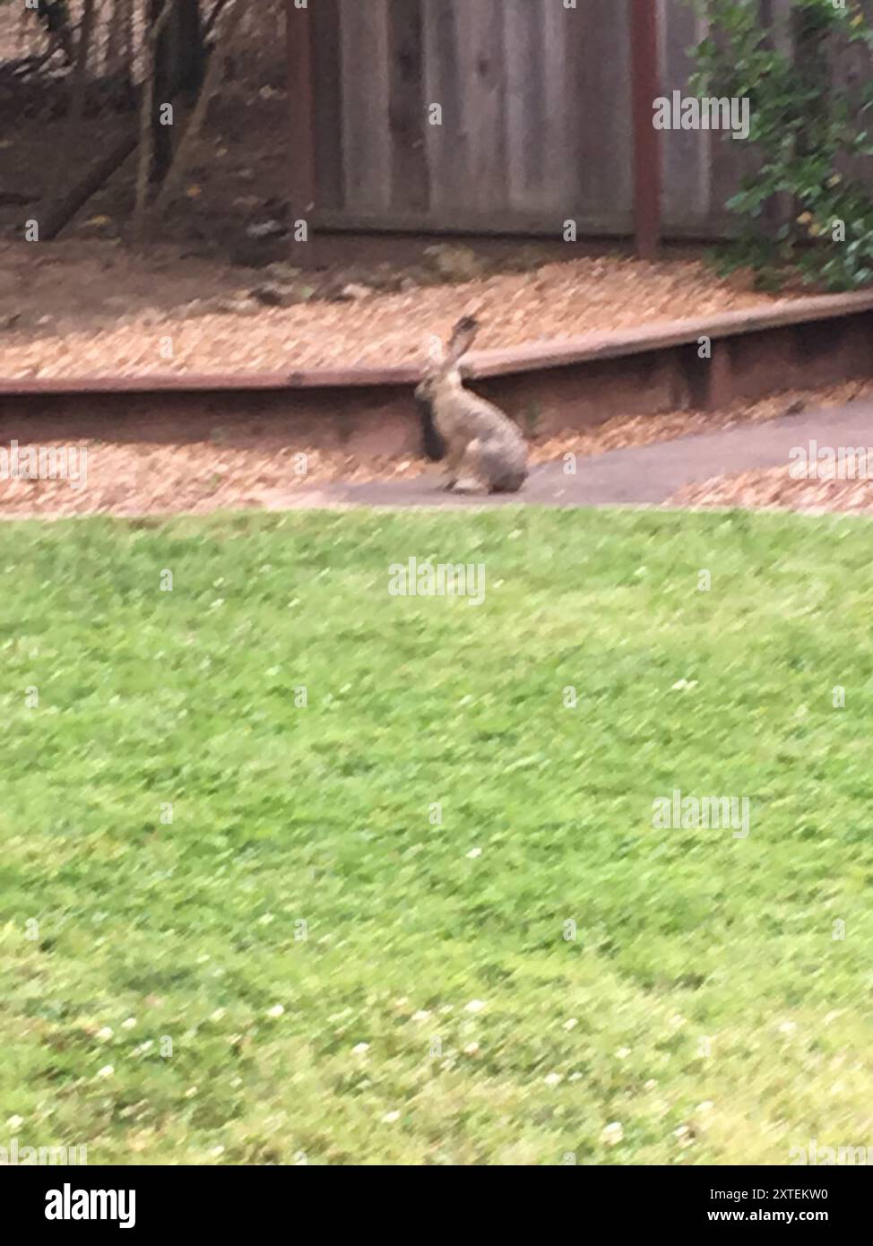 Black-tailed Jackrabbit (Lepus californicus) Mammalia Stock Photo - Alamy