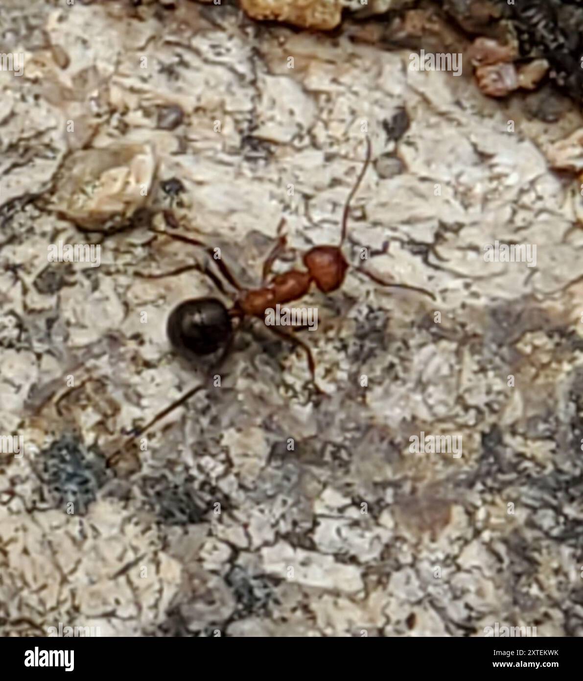 Western Thatching Ant (Formica obscuripes) Insecta Stock Photo - Alamy