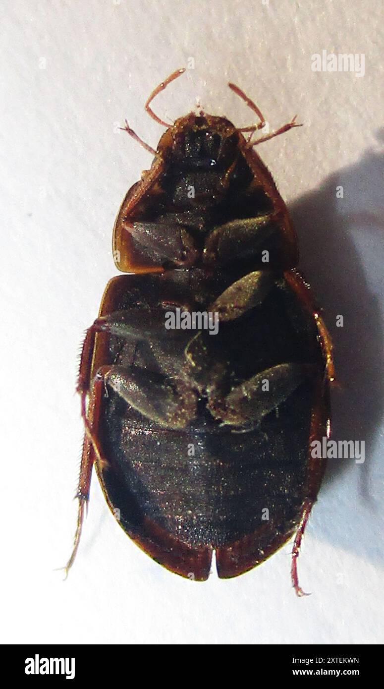 Water Scavenger Beetles (Hydrophilidae) Insecta Stock Photo - Alamy