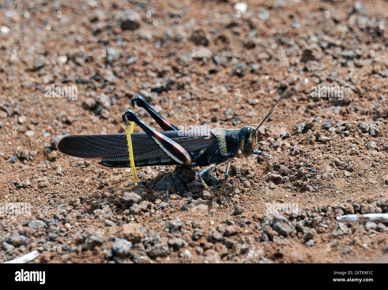large painted locust, Schistocerca melanocera, sáska, North Seymour ...