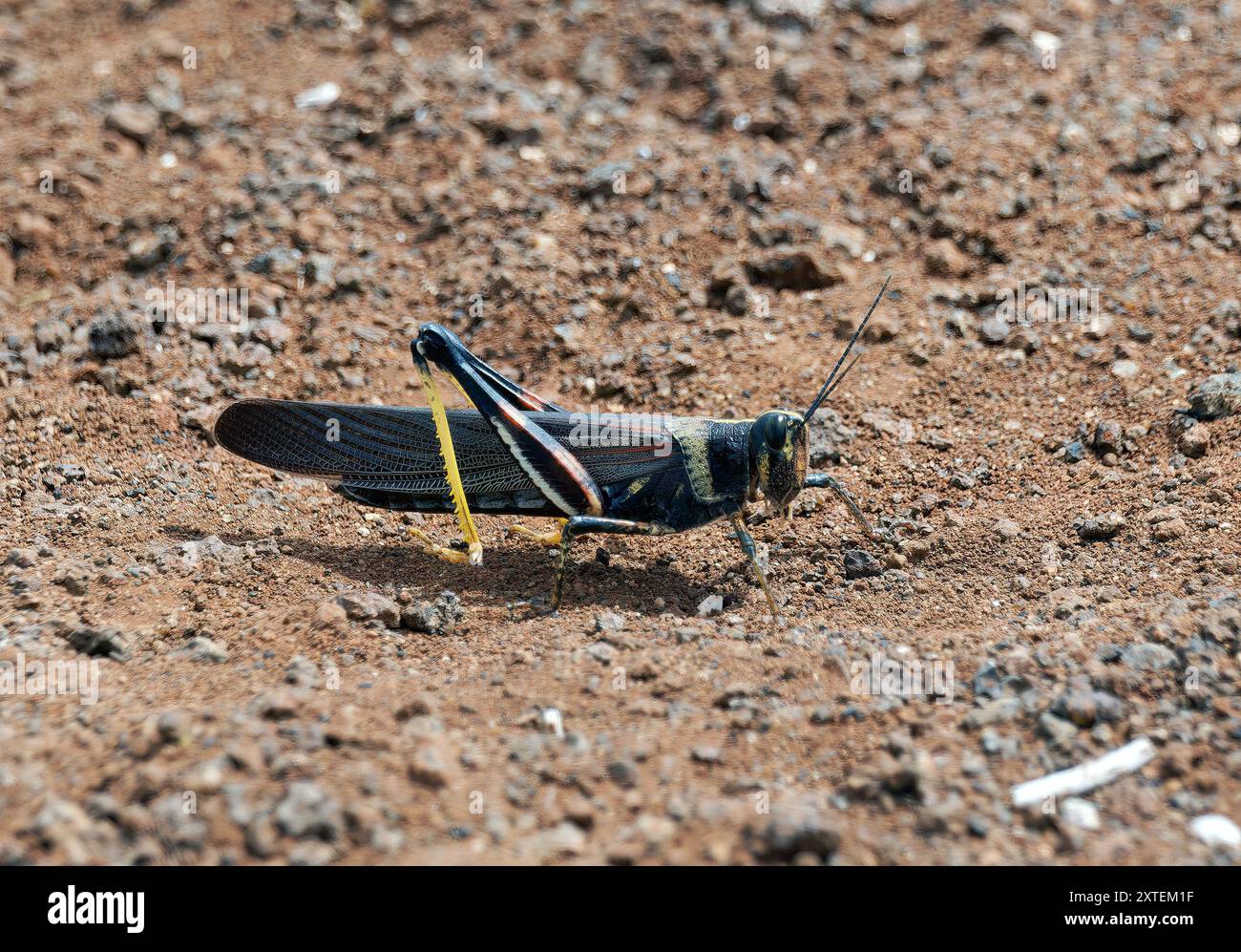 large painted locust, Schistocerca melanocera, sáska, North Seymour ...