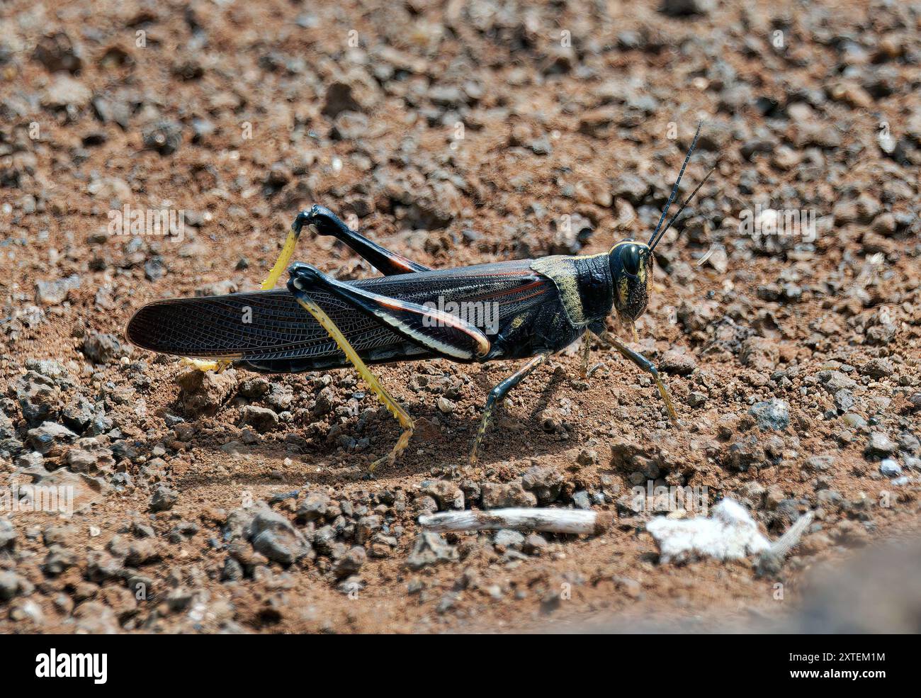 large painted locust, Schistocerca melanocera, sáska, North Seymour ...