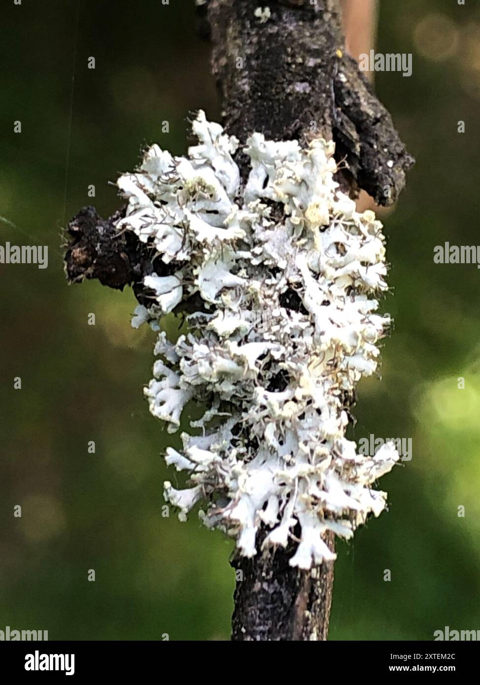 Fringed Rosette Lichen (Physcia tenella) Fungi Stock Photo - Alamy