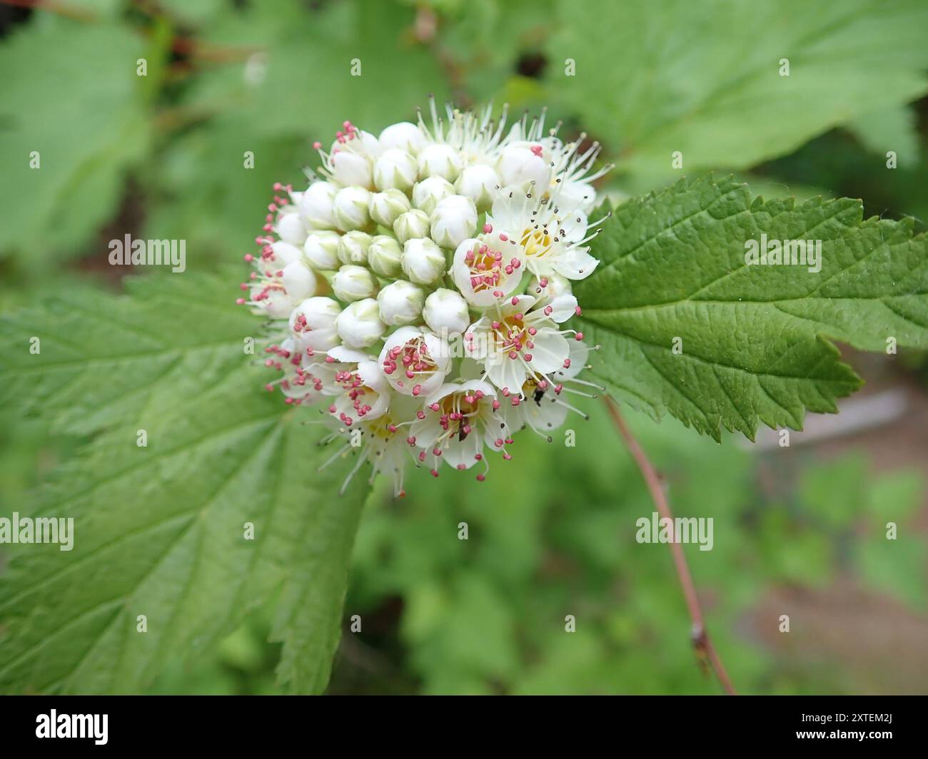 Pacific ninebark (Physocarpus capitatus) Plantae Stock Photo - Alamy
