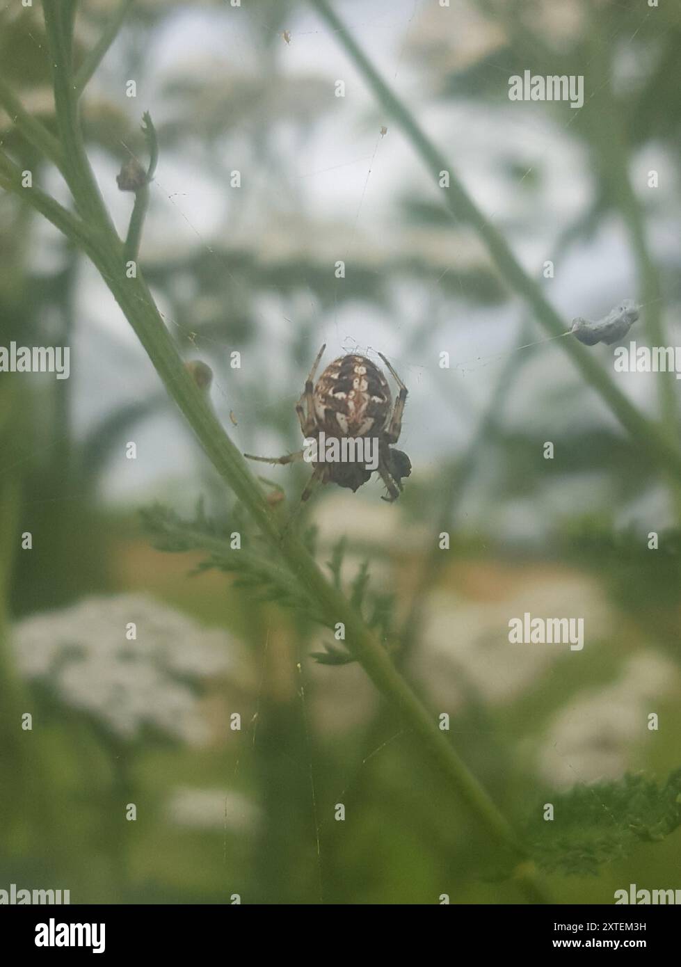Arabesque Orbweaver (Neoscona arabesca) Arachnida Stock Photo - Alamy