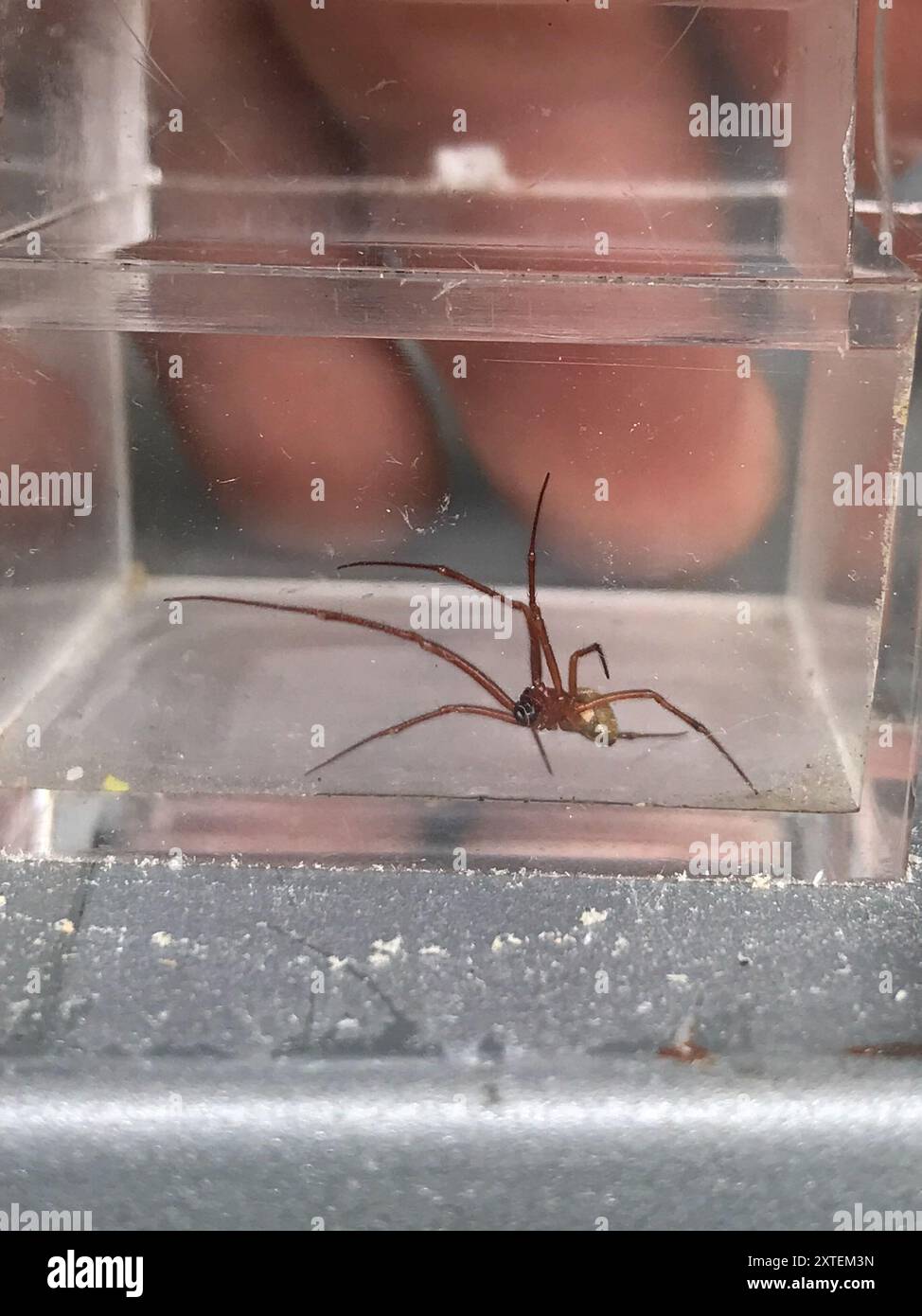 Typical Spiders (Araneomorphae) Arachnida Stock Photo - Alamy