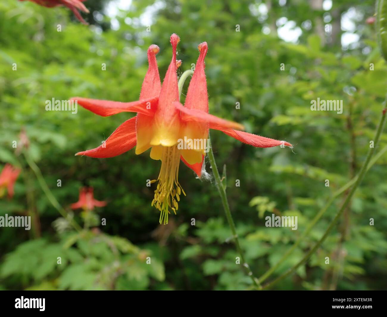 western columbine (Aquilegia formosa) Plantae Stock Photo - Alamy