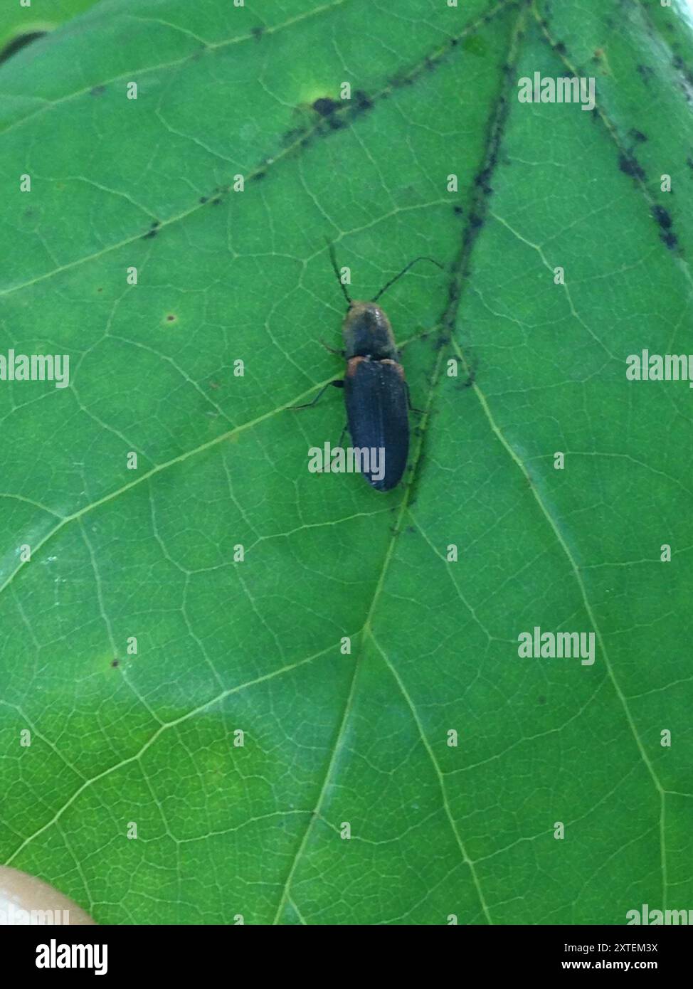 (Athous scapularis) Insecta Stock Photo - Alamy