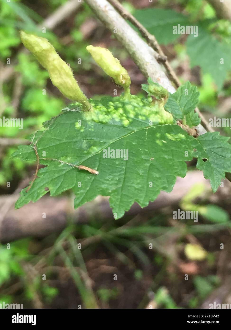 Rice Root Aphid (Tetraneura akinire) Insecta Stock Photo - Alamy