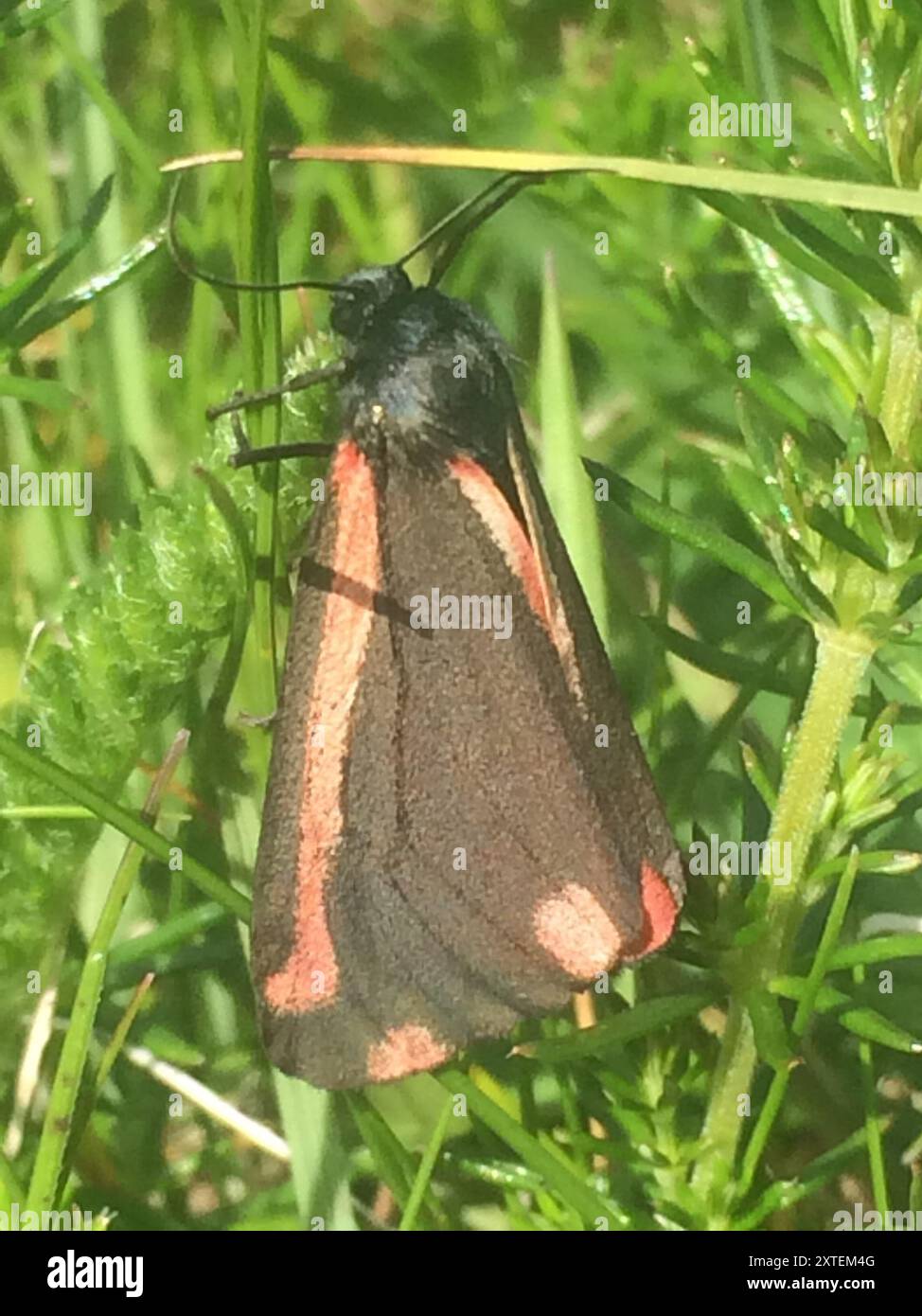 Cinnabar moth (Tyria jacobaeae) Insecta Stock Photo - Alamy